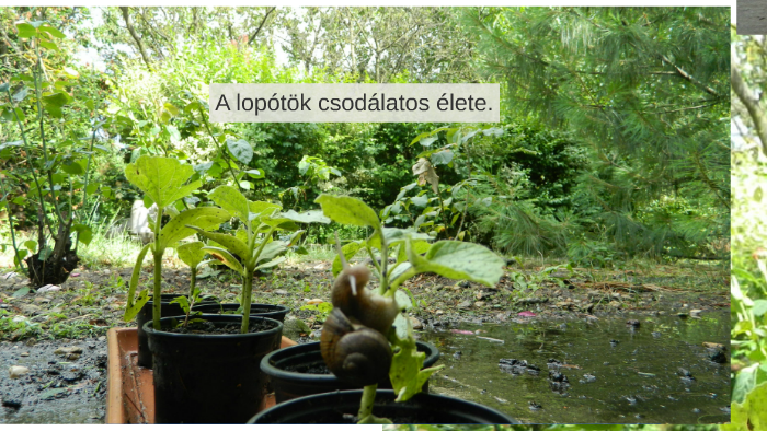 Lopótök csodálatos élete by Ványai Gusztáv on Prezi