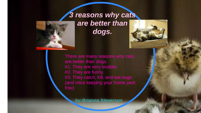 3 reasons why cats are better than dogs. by brianna steverson