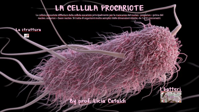 LA CELLULA PROCARIOTE by Licia Cataldi on Prezi