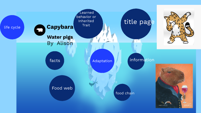 Capybara by Alison Diehl on Prezi