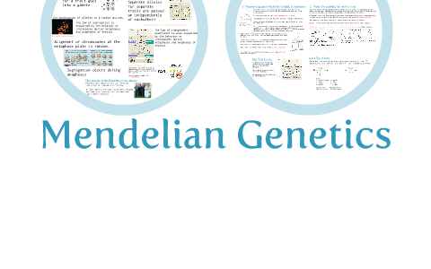 AP Bio- Information 9: Intro to Mendelian Genetics by David Knuffke on ...