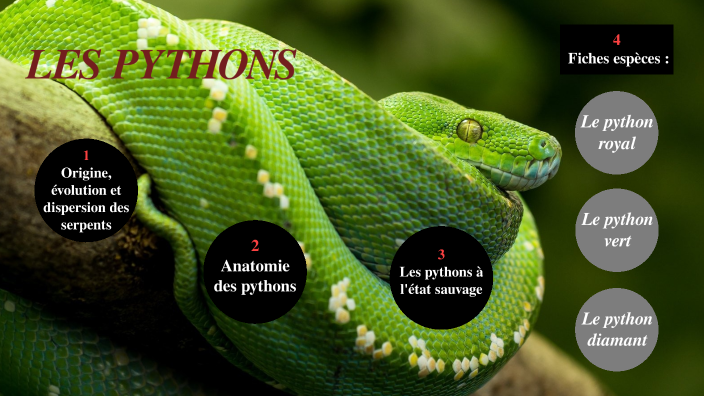 Les pythons by jordan bertin on Prezi
