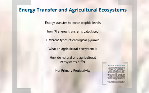 Energy transfer and agricultural ecosystems by Rebecca Wilkinson on Prezi