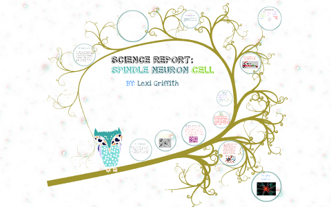 SCIENCE REPORT: SPINDLE NEURON CELLS by Dominique Campbell on Prezi