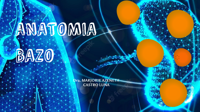 Anatomía del bazo by MARJORIE AZENETH CASTRO LUNA on Prezi