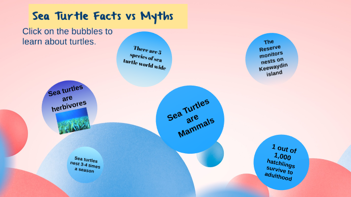 Sea Turtles Facts vs Myths by Dita O'Boyle on Prezi
