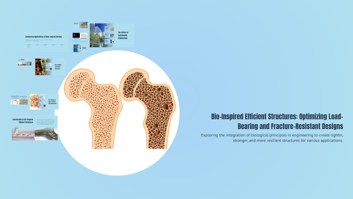 Bio-Inspired Efficient Structures: Optimizing Load-Bearing and Fracture ...