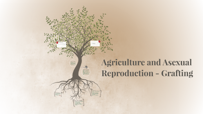Agriculture and Asexual Reproduction - Grafting by Noah Luis on Prezi