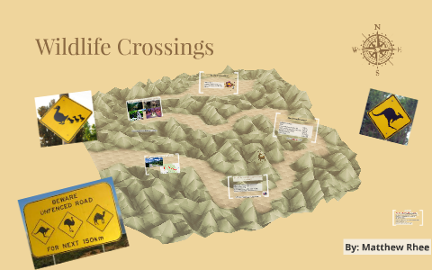 Wildlife Crossings by Matthew Rhee