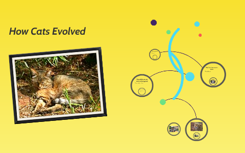 How Cats Evolved by C.J. Erickson on Prezi