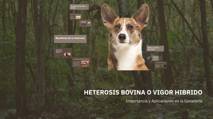 HETEROSIS BOVINA O VIGOR HIBRIDO by mayra yasmin castro rodriguez on Prezi