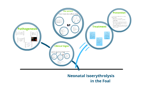 Neonatal isoerythrolysis by An Verwulgen on Prezi