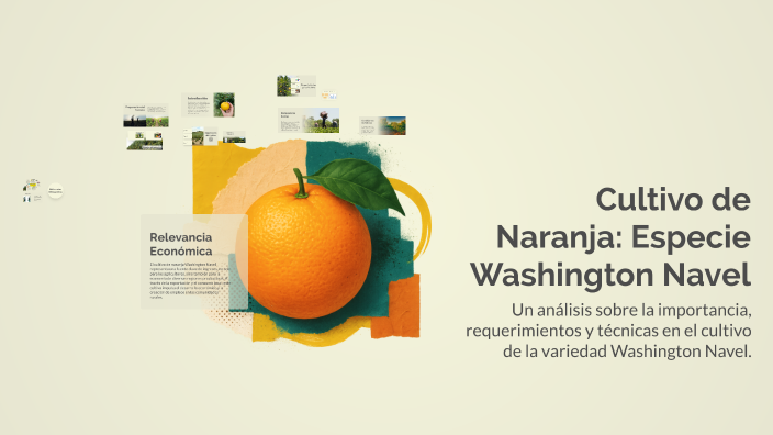 Cultivo de Naranja: Especie Washington Navel by Odetthe Garrido on Prezi