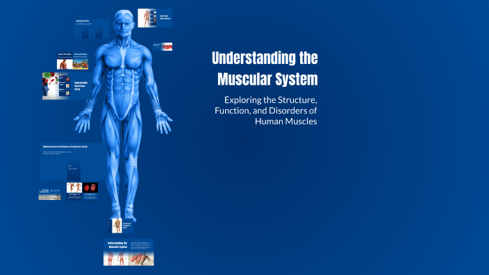Understanding the Muscular System by Bryan Hsu on Prezi