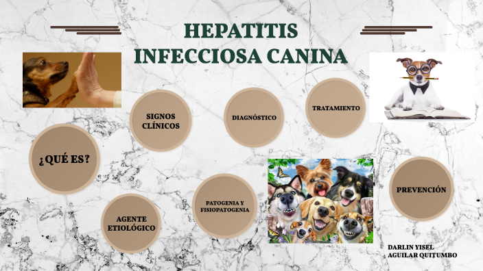 HEPATITIS VÍRICA CANINA by darlin aguilar on Prezi