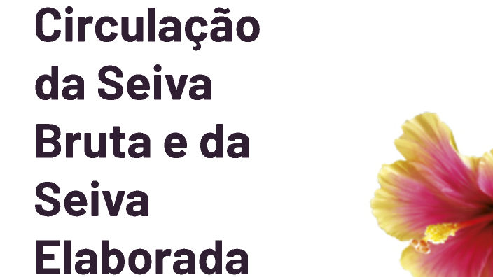 Seiva bruta e seiva elaborada by Filipa Pinto on Prezi
