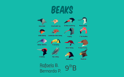 Beaks - Adaptations by Bernardo Prexl on Prezi
