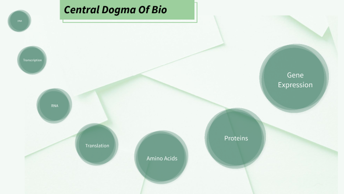 Central Dogma AP BIO by ethan nguyen on Prezi