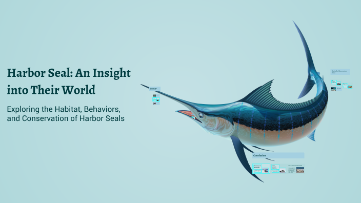 Harbor Seal: An Insight into Their World by Andrew Bencic '28 on Prezi