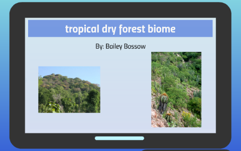 tropical dry forest biome by Bailey Bossow on Prezi