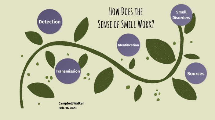 How does the sense of smell work? by Campbell Walker on Prezi