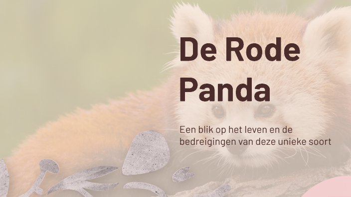 De Rode Panda by Lucas Vermeersch on Prezi