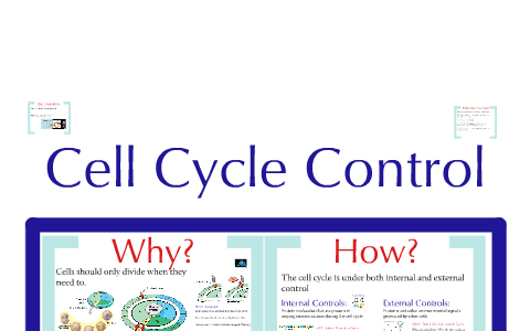AP Bio- Cell Cycle 2: Cell Cycle Control by Jessica Gregerson on Prezi