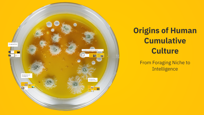 Origins of Human Cumulative Culture by Matthew Baston on Prezi