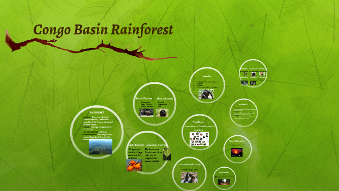 Congo Basin Rainforest by Jacky Chiu on Prezi