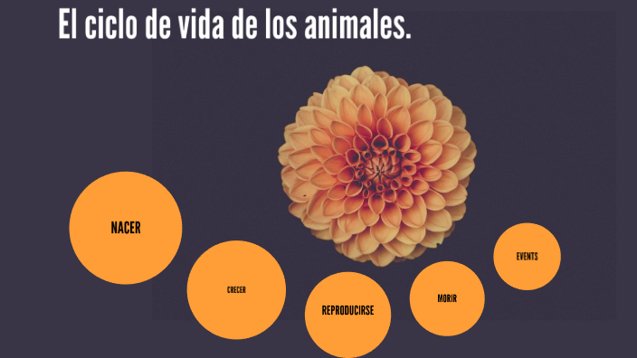 El ciclo de vida de los animales. by Evelin Ajiataz on Prezi
