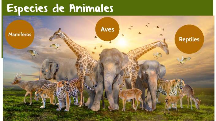 Especies de Animales by Sofi Flowers on Prezi