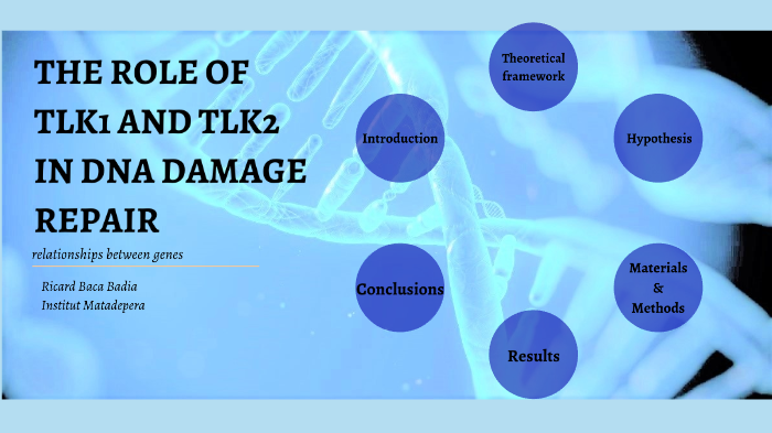 THE ROLE OF TLK1 AND TLK2 IN DNA DAMAGE by Ricard Baca Badia