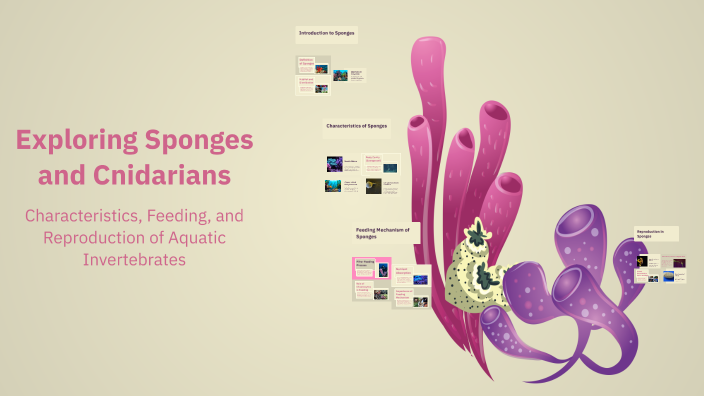 Exploring Sponges and Cnidarians by Ali Ram on Prezi
