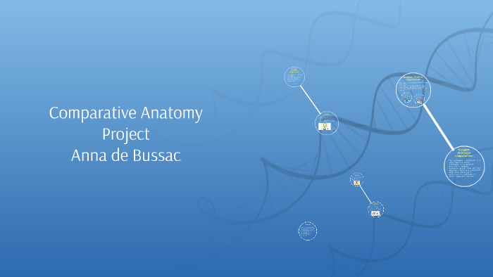 Comparative Anatomy Project by Anna de Bussac on Prezi