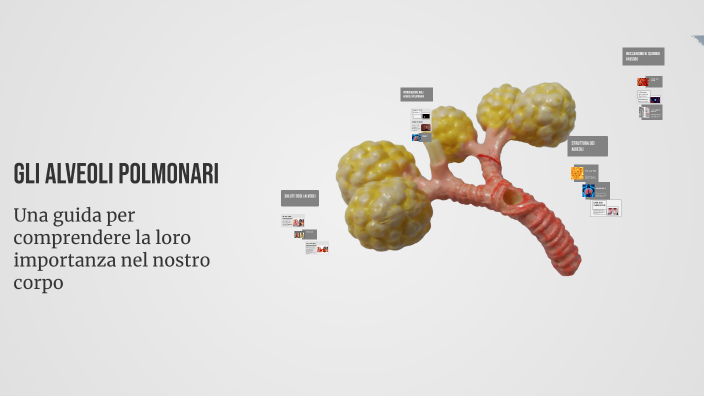 Gli Alveoli Polmonari by Yassin Meawad on Prezi