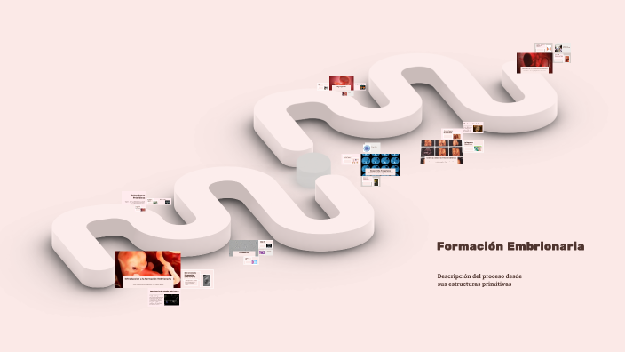 Formación Embrionaria by Trebor 10 on Prezi