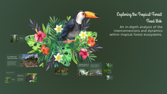 Exploring the Tropical Forest Food Web by Devansh Sangal on Prezi