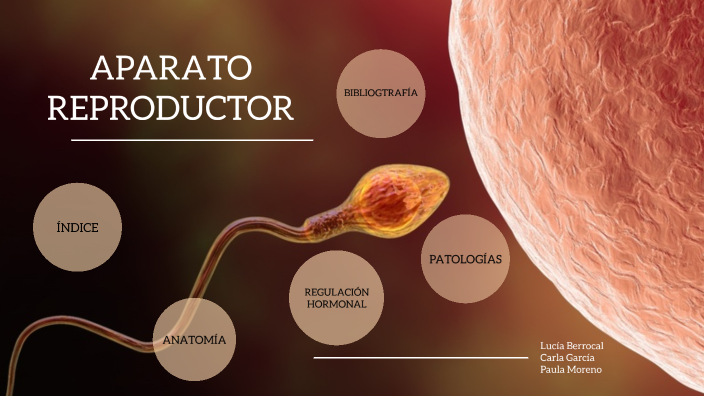 APARATO REPRODUCTOR by Lucía Berrocal on Prezi APARATO REPRODUCTOR by Lucía Berrocal on Prezi