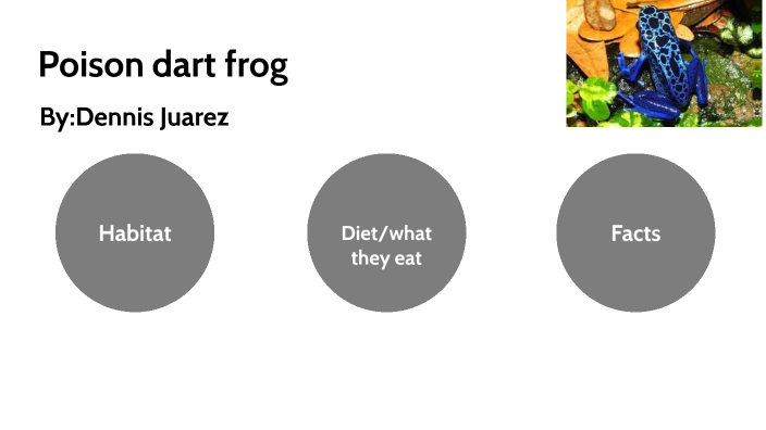 poison dart frog by Dennis Juarez on Prezi