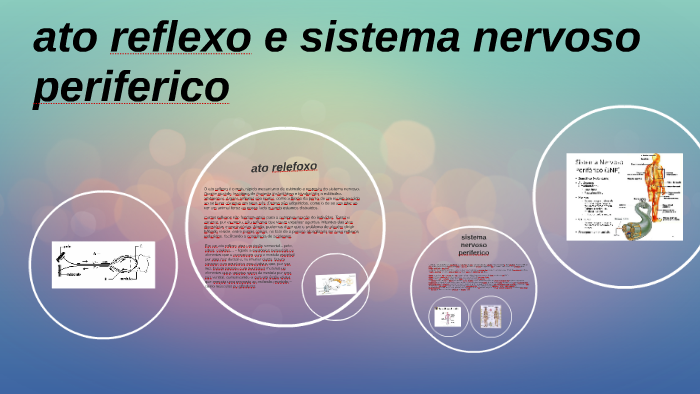 ato reflexo e sistema nervoso periferico trabalho de demontie 8d by ...