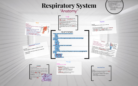 Respiratory System by Kayla Appenzeller on Prezi