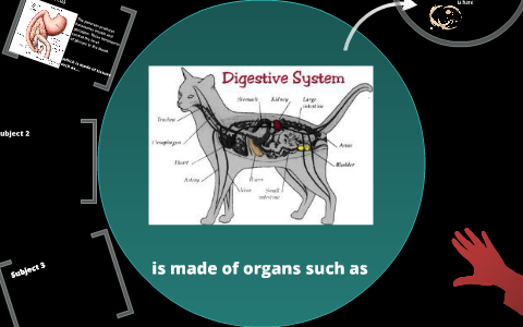 Digestive System of a Cat by Lindsey Sweeney