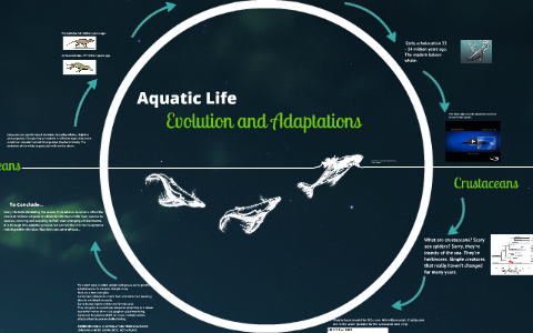 Aquatic Life Evolution and Adaptations by Jeremy Beamish on Prezi