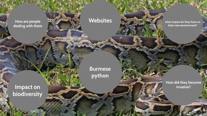 Burmese python by Ash Arayinthan on Prezi