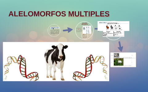 ALELOMORFOS MULTIPLES by Myguel Naulaguari on Prezi