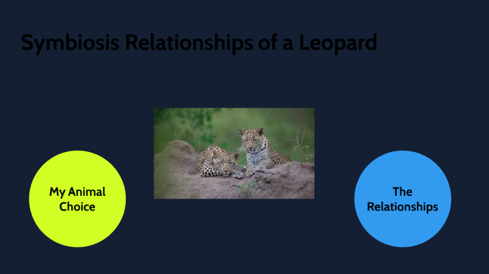 Symbiosis Relationships of a Leopard by Cedric Sealey on Prezi
