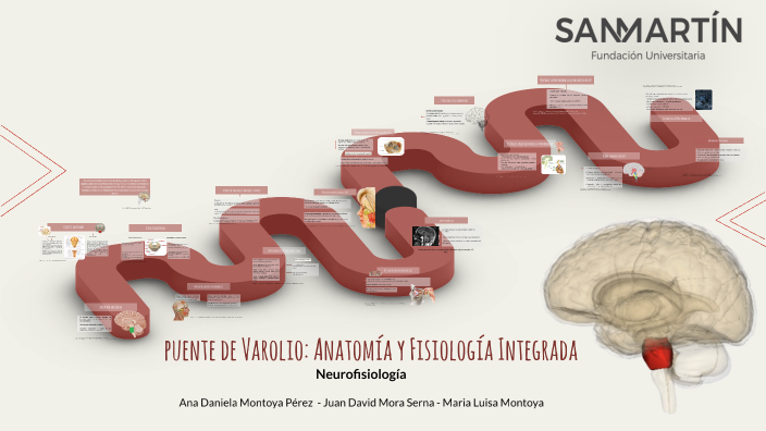 Anatomía - Fisiología del Puente de Varolio by ANA DANIELA MONTOYA ...