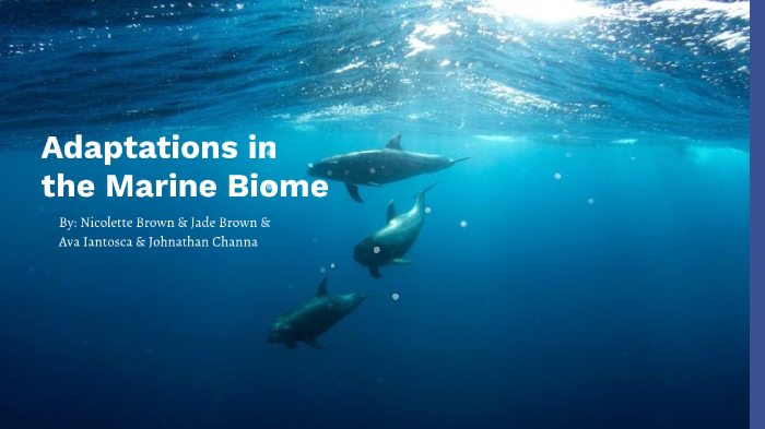 Adaptations in the Marine Biome by Ava Iantosca on Prezi