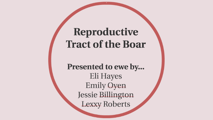 Reproductive system of Ewe by lauren hunter on Prezi