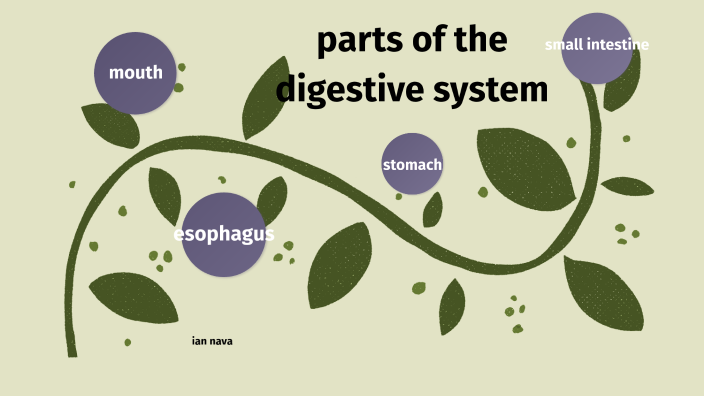Digestion by Ian Nava medrano on Prezi